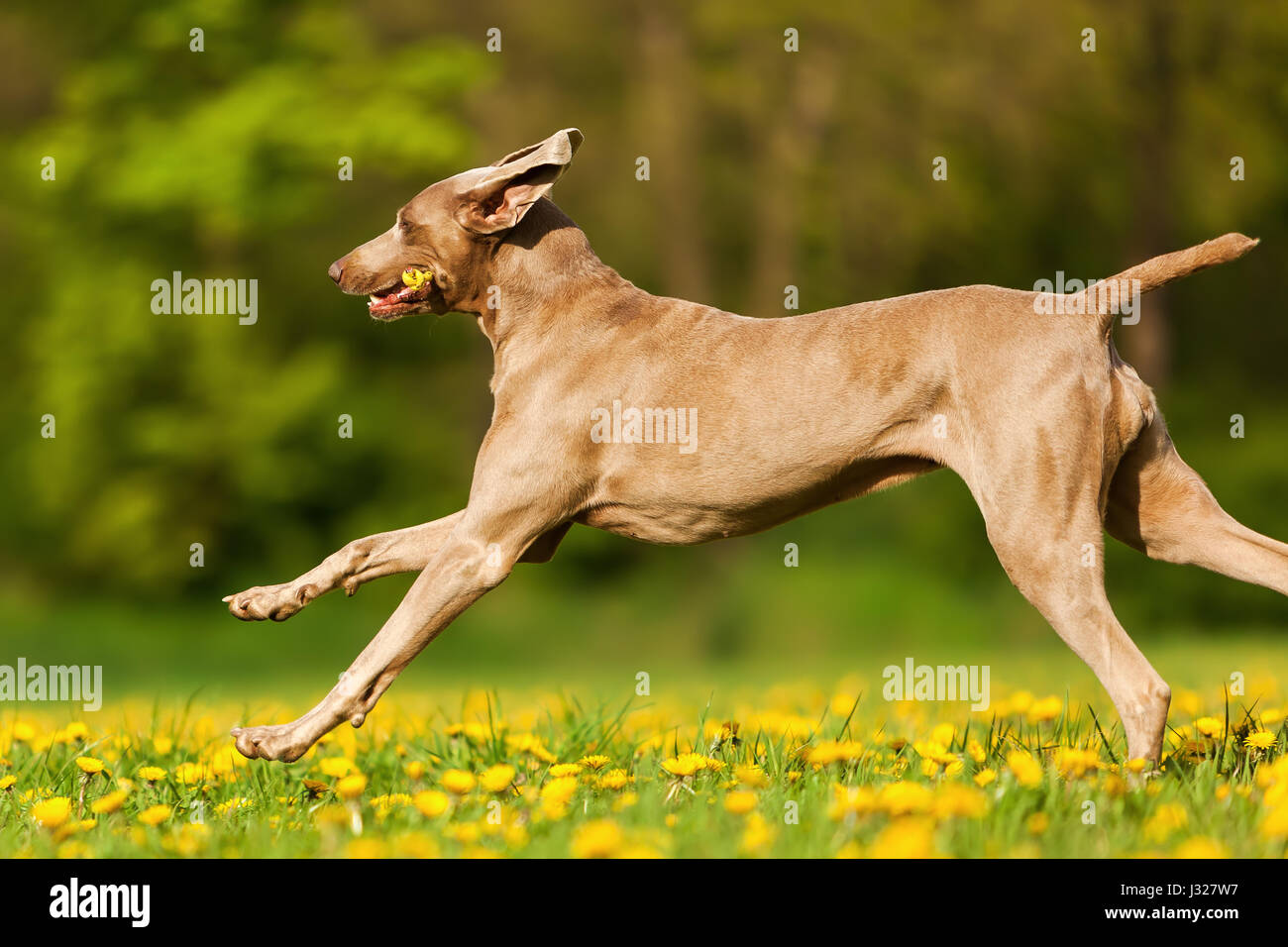 picture of a Weimaraner dog running on the meadow Stock Photo - Alamy