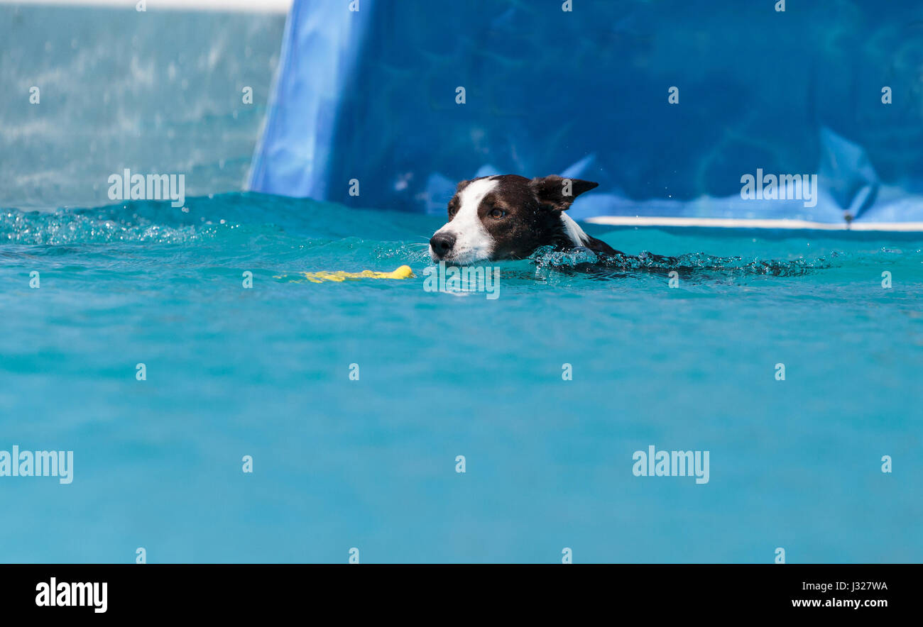 Border collie swims with a toy in a pool in summer Stock Photo - Alamy