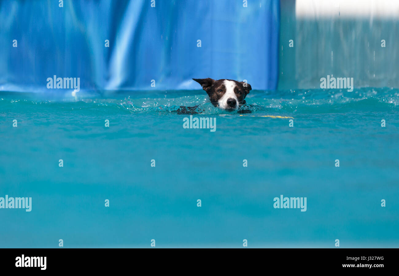 Border collie swims with a toy in a pool in summer Stock Photo - Alamy