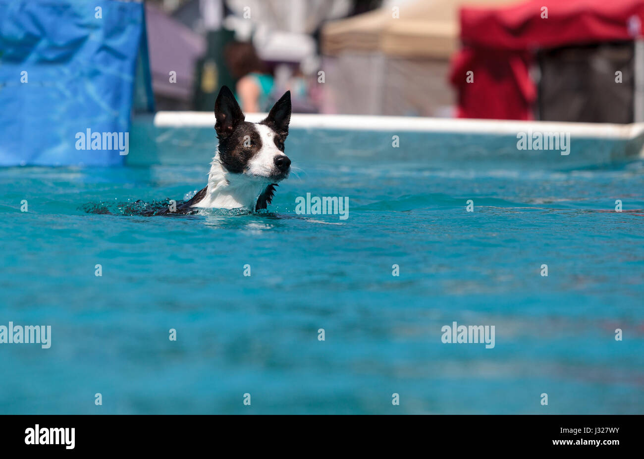 Border collie swims with a toy in a pool in summer Stock Photo - Alamy