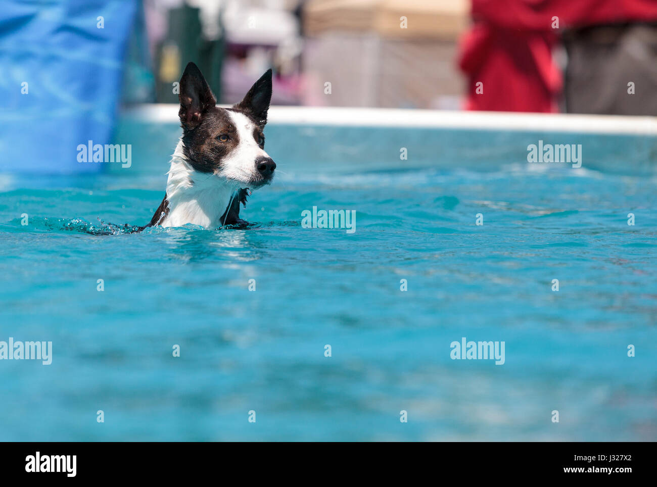 Border collie swims with a toy in a pool in summer Stock Photo - Alamy