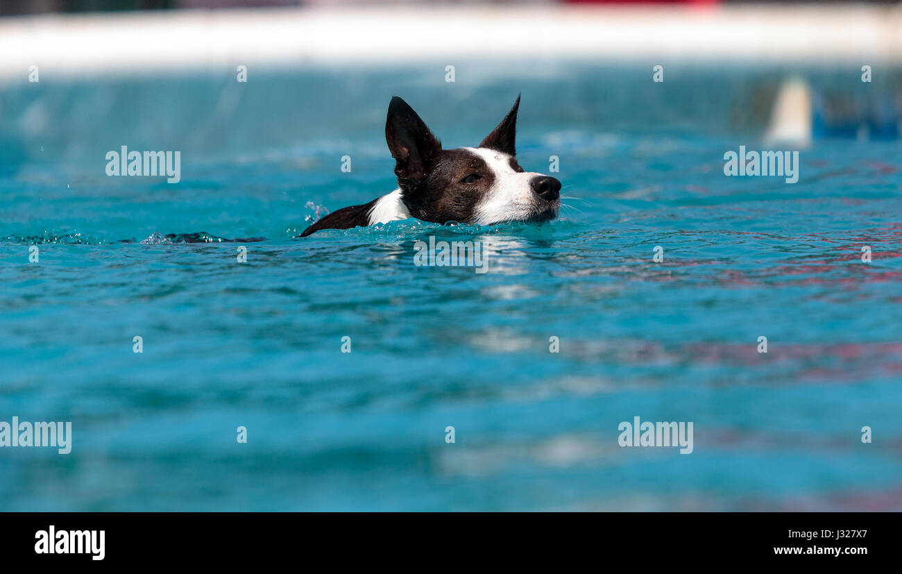 Border collie swims with a toy in a pool in summer Stock Photo - Alamy