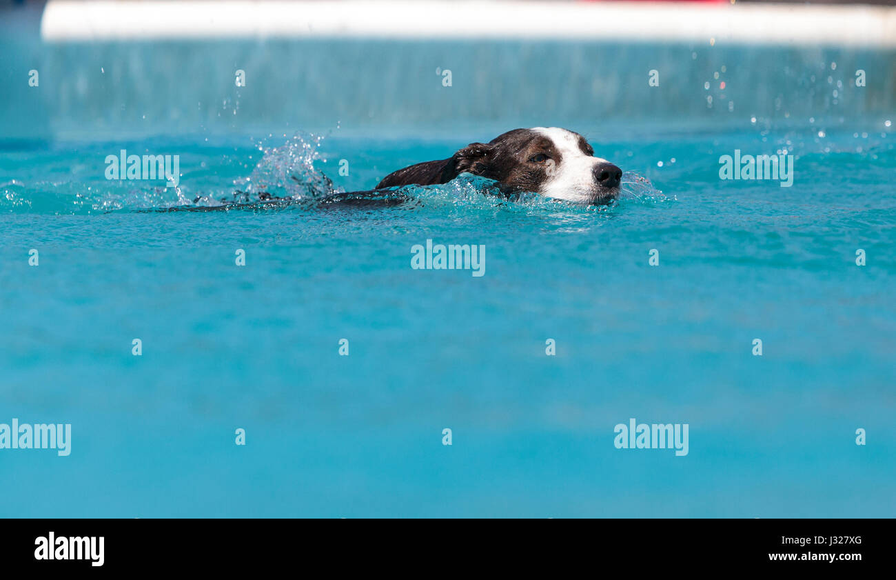 Border collie swims with a toy in a pool in summer Stock Photo - Alamy
