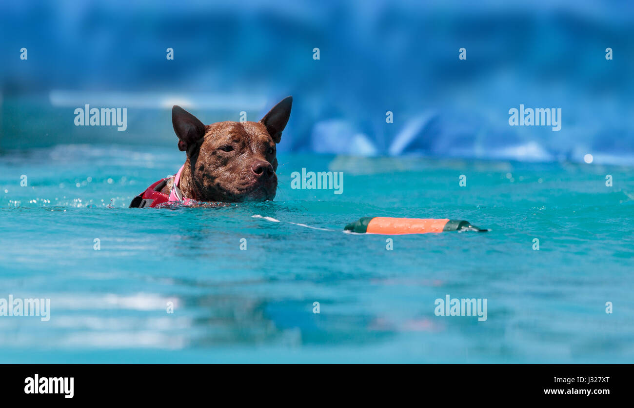 American Pit bull terrier dog plays and jumps for a toy into a pool ...