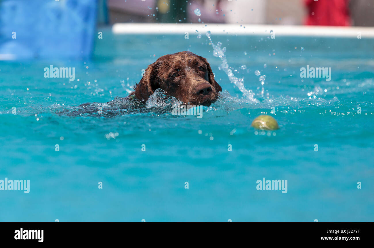 Chocolate Labrador retriever swims with a toy and plays in a pool in ...