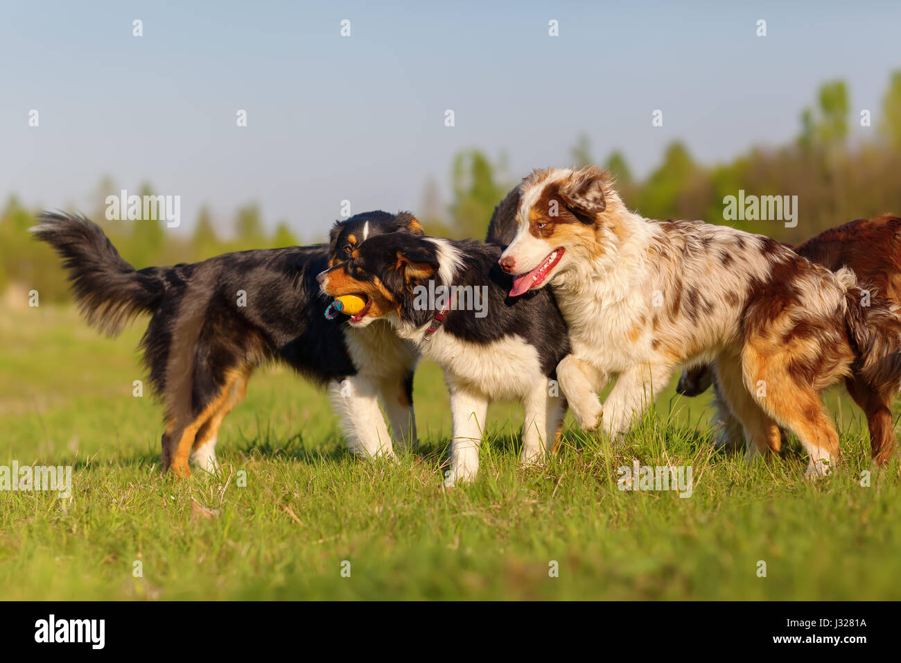 picture of a group of Australian Shepherd dogs playing outdoors Stock ...