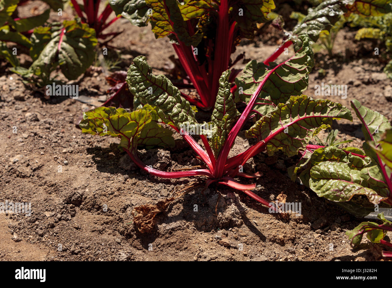 Swiss chard crops grows on a small organic farm in Southern California ...