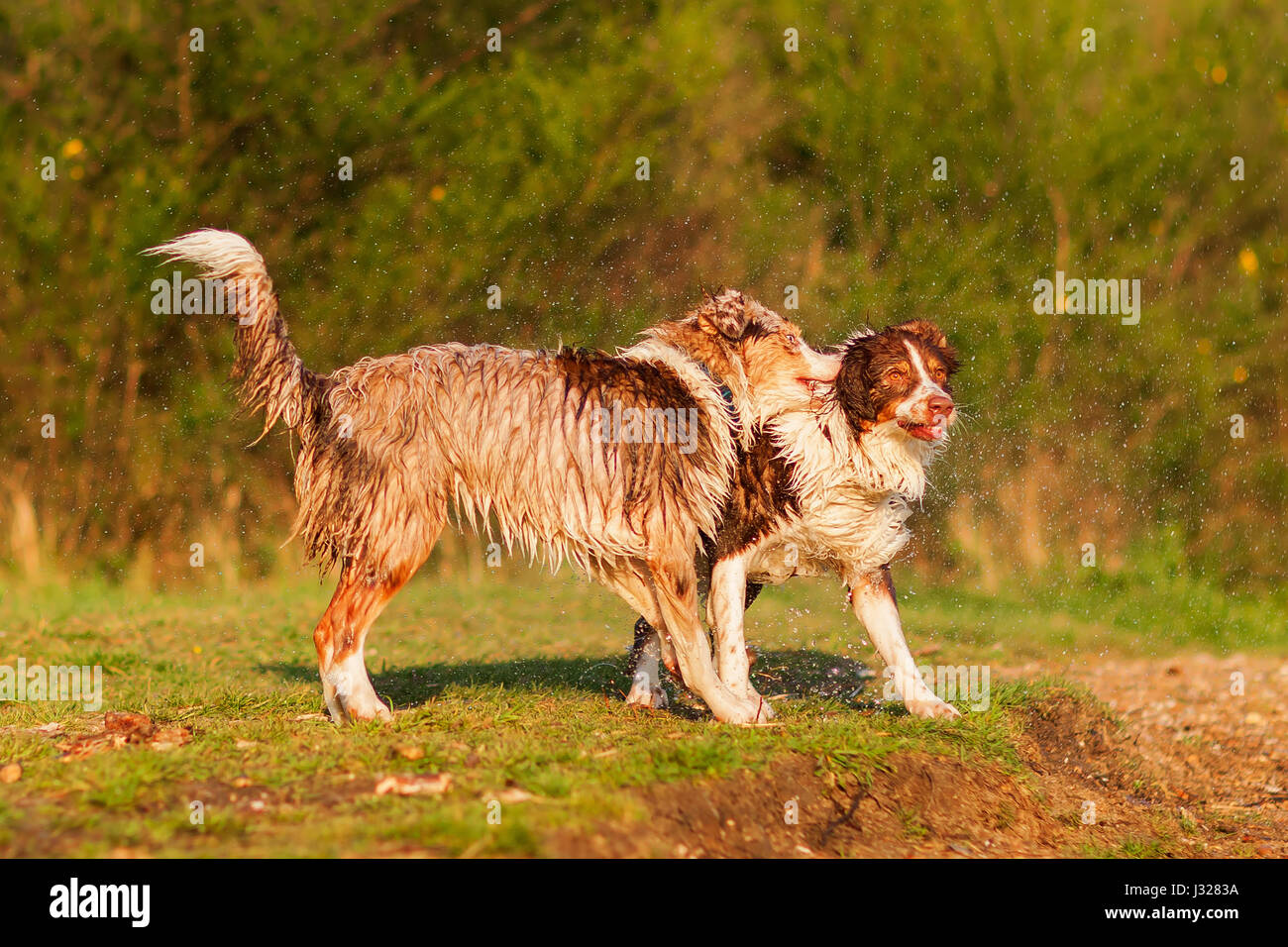picture of two wet Australian Shepherd playing lakeside Stock Photo - Alamy