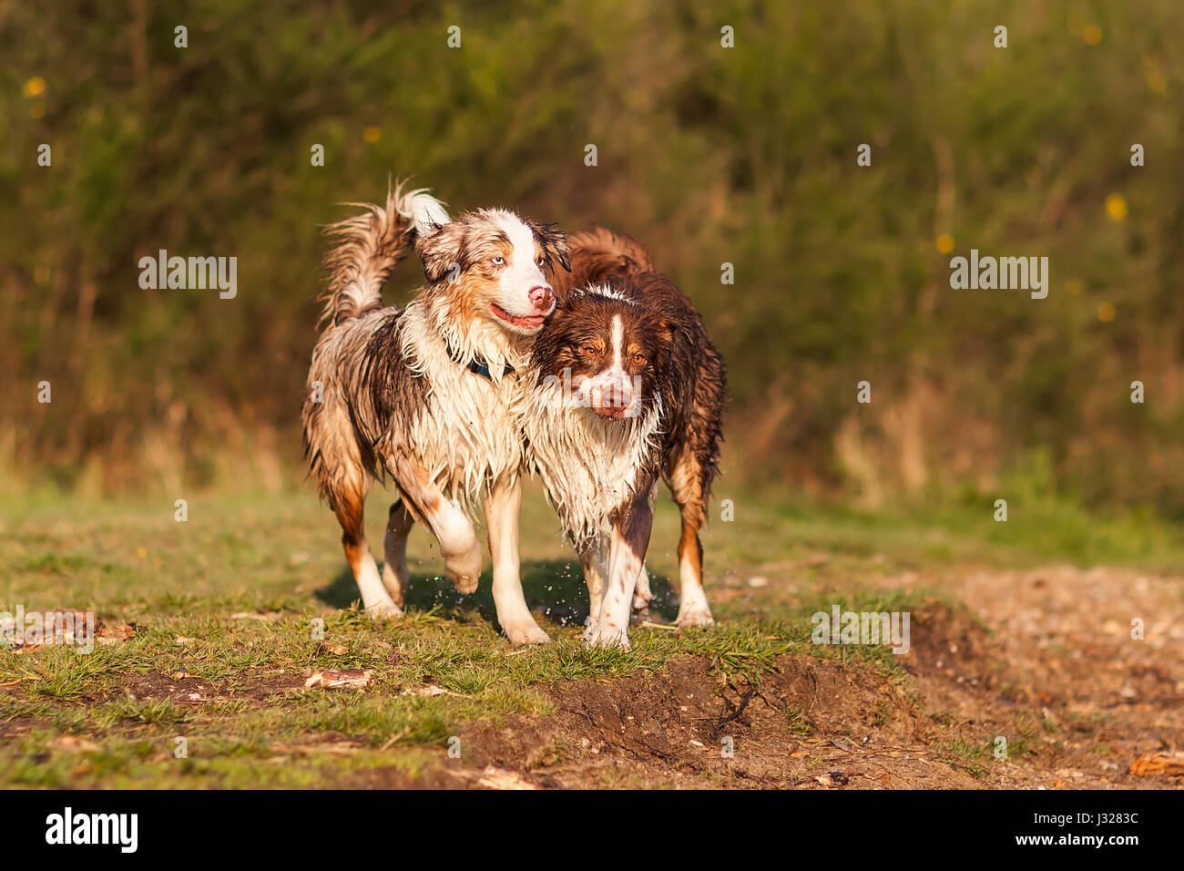 picture of two wet Australian Shepherd playing lakeside Stock Photo - Alamy