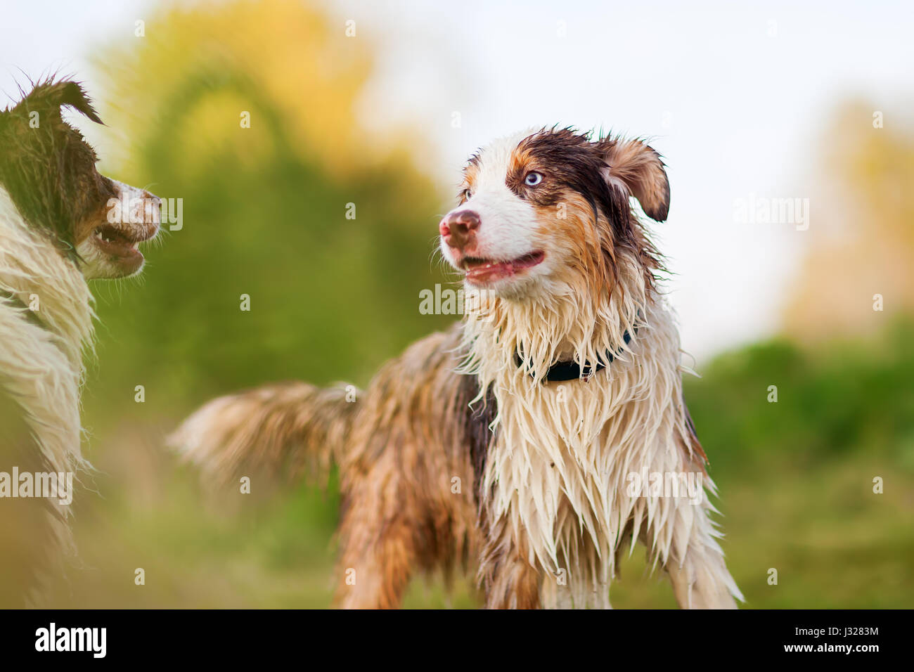 Wet australian shepherd hi-res stock photography and images - Alamy