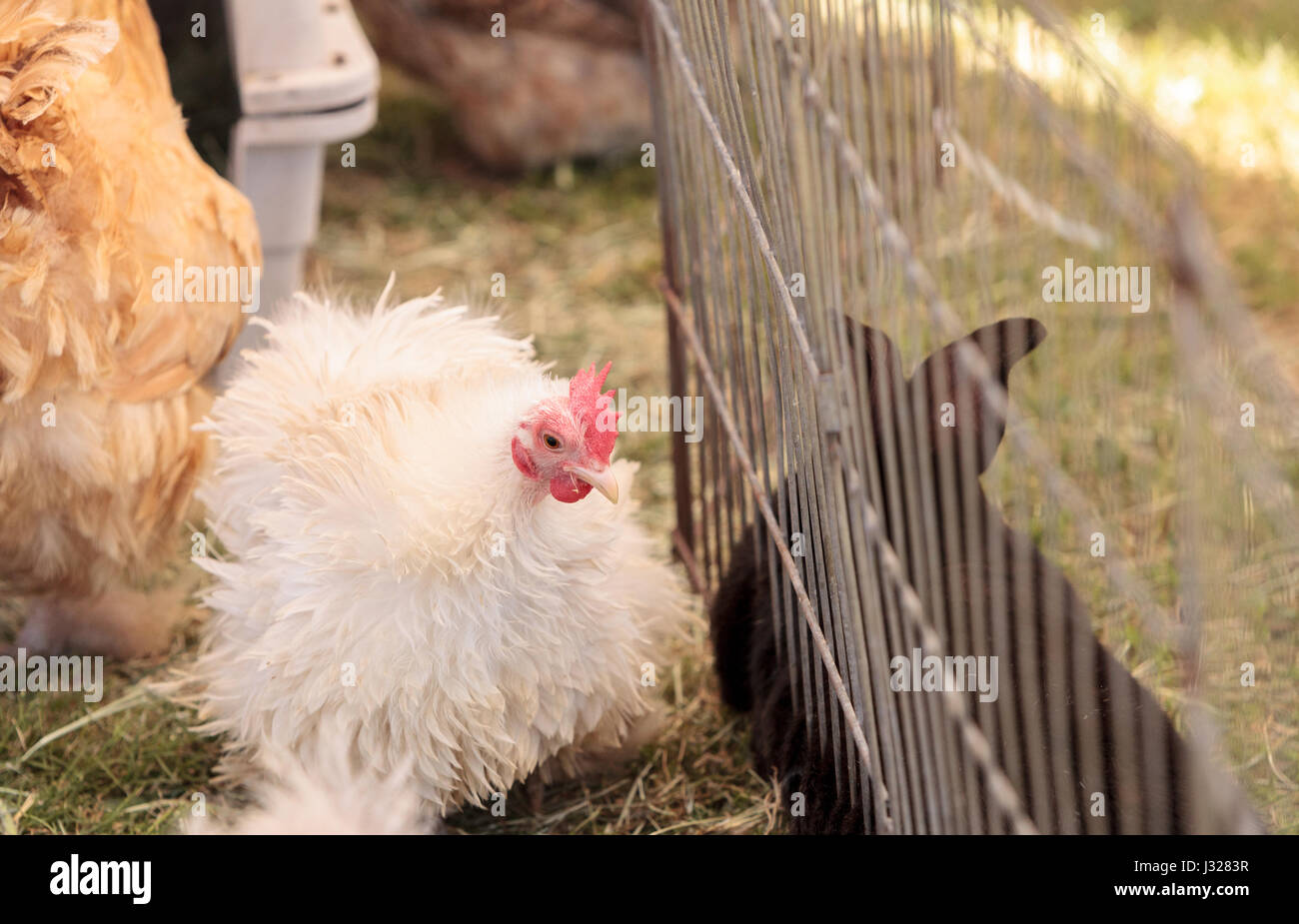 Fluffy white Frizzle chicken in a pen in the barnyard of a farm in ...