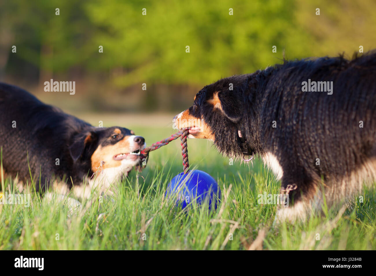 Two dogs playing rope hi-res stock photography and images - Alamy