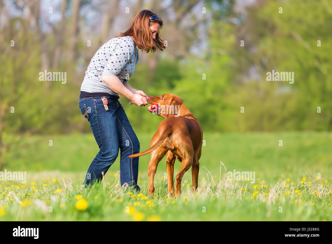 woman plays with a Rhodesian ridgeback dog on the meadow Stock Photo ...