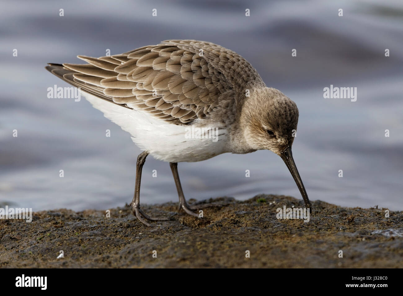 Dunlin feeding canada hi-res stock photography and images - Alamy