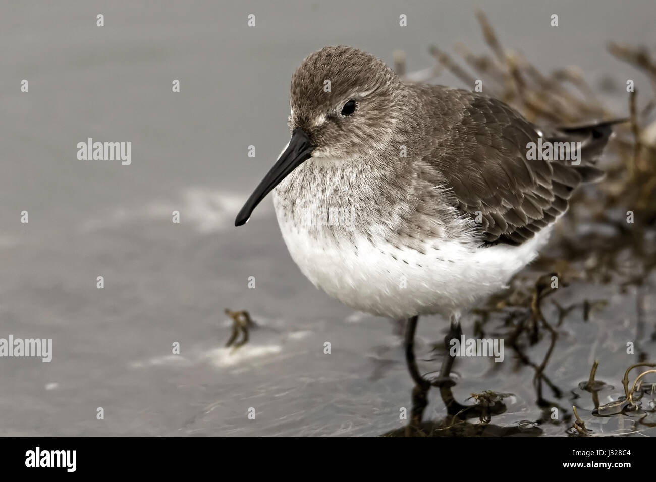 North american dunlin hi-res stock photography and images - Alamy