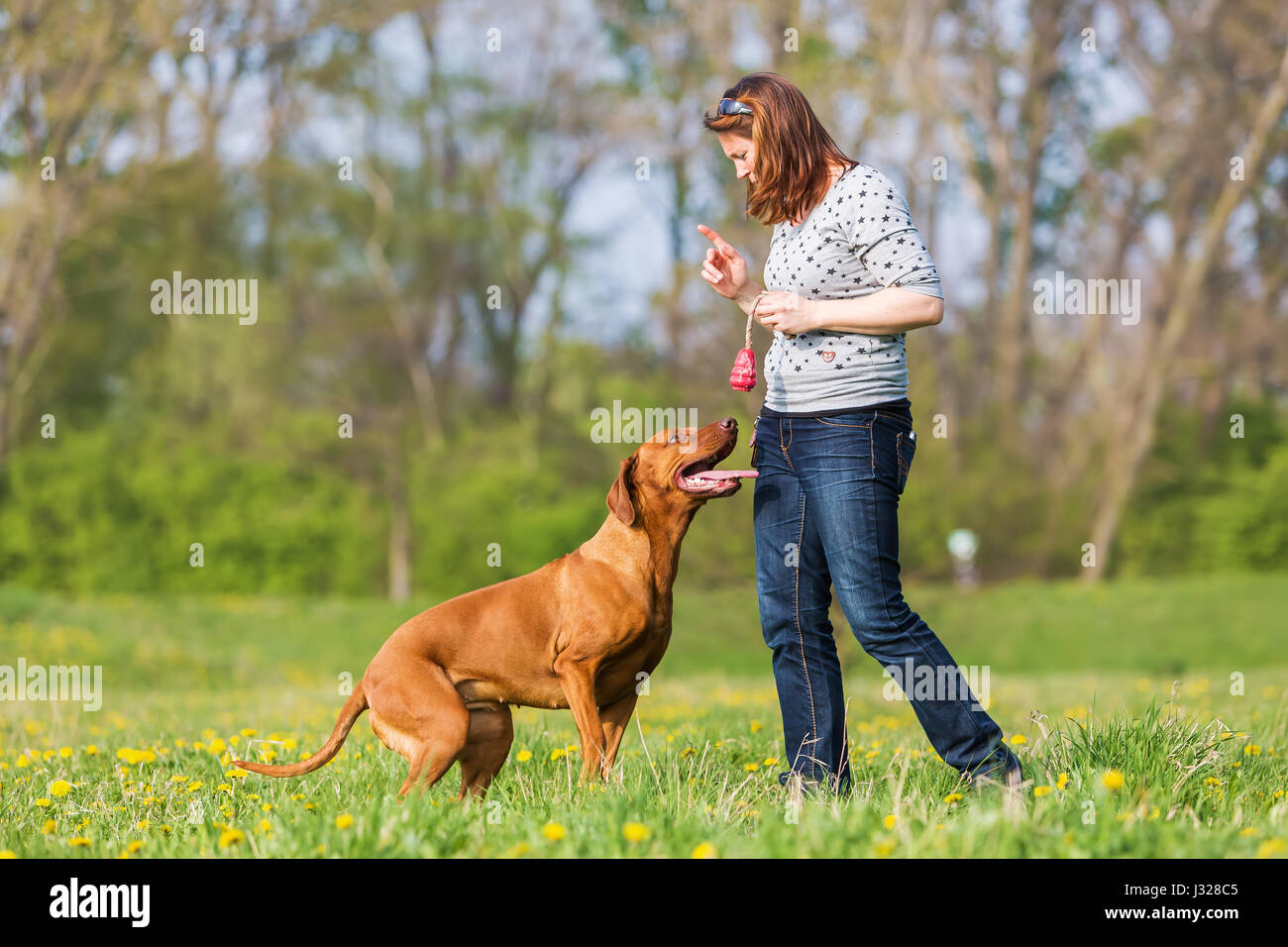 woman plays with a Rhodesian ridgeback dog on the meadow Stock Photo ...