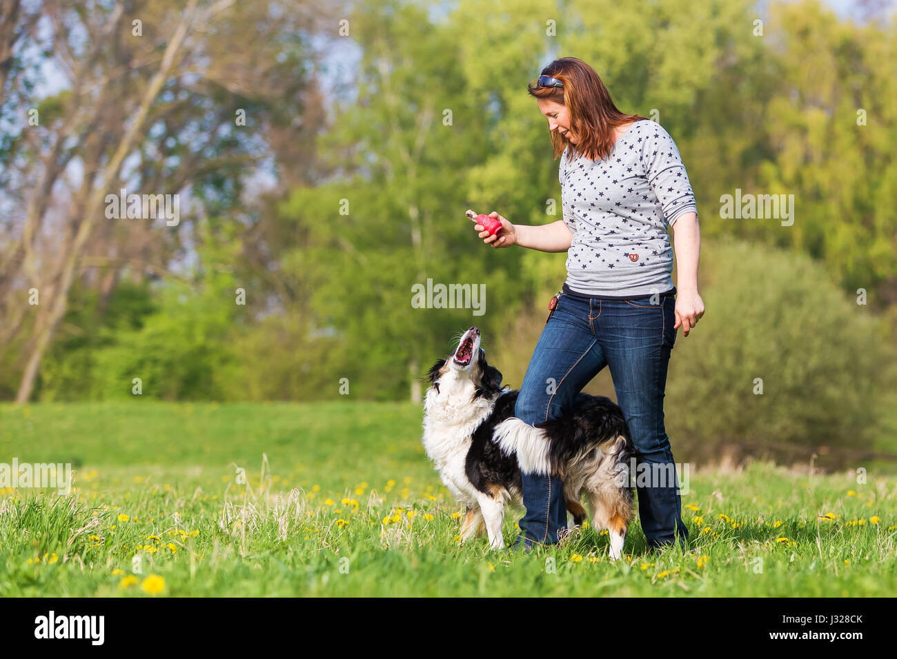 picture of a woman making dog dancing with a Border Collie Stock Photo ...