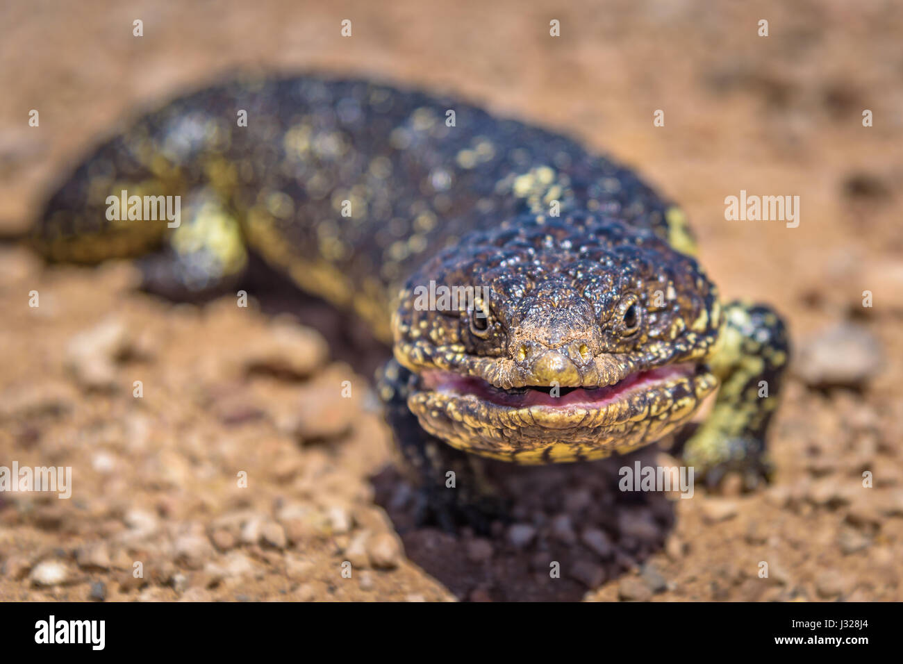 Bobtail (shingleback) skink at Eyre Peninsula, South Australia Stock ...