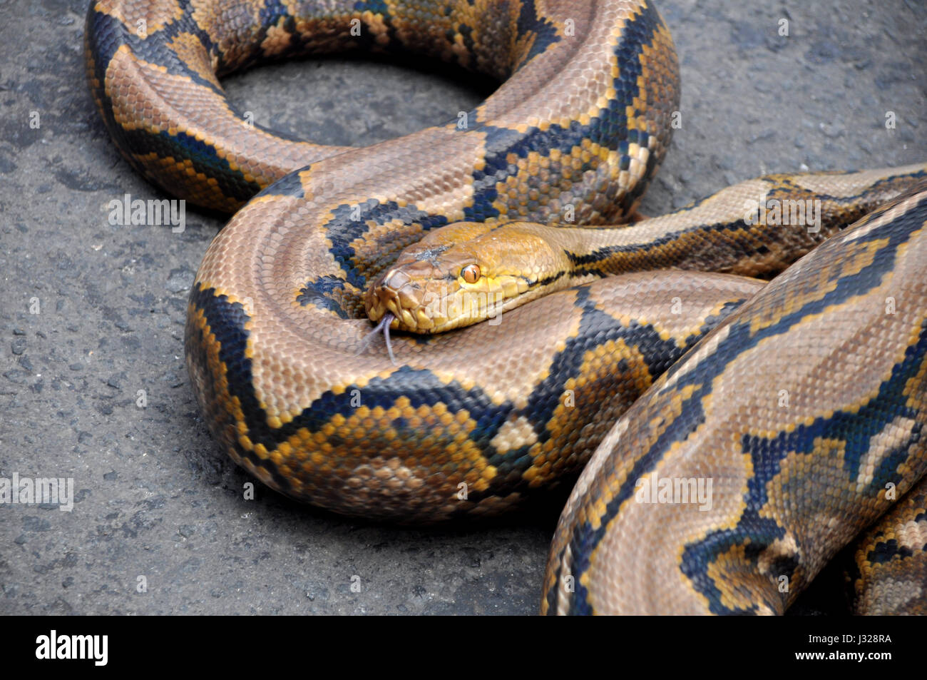 Python Snake Stock Photo - Alamy