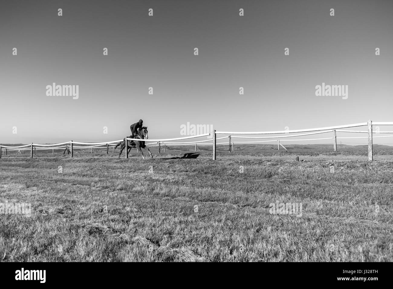 Running landscape horses Black and White Stock Photos & Images - Alamy