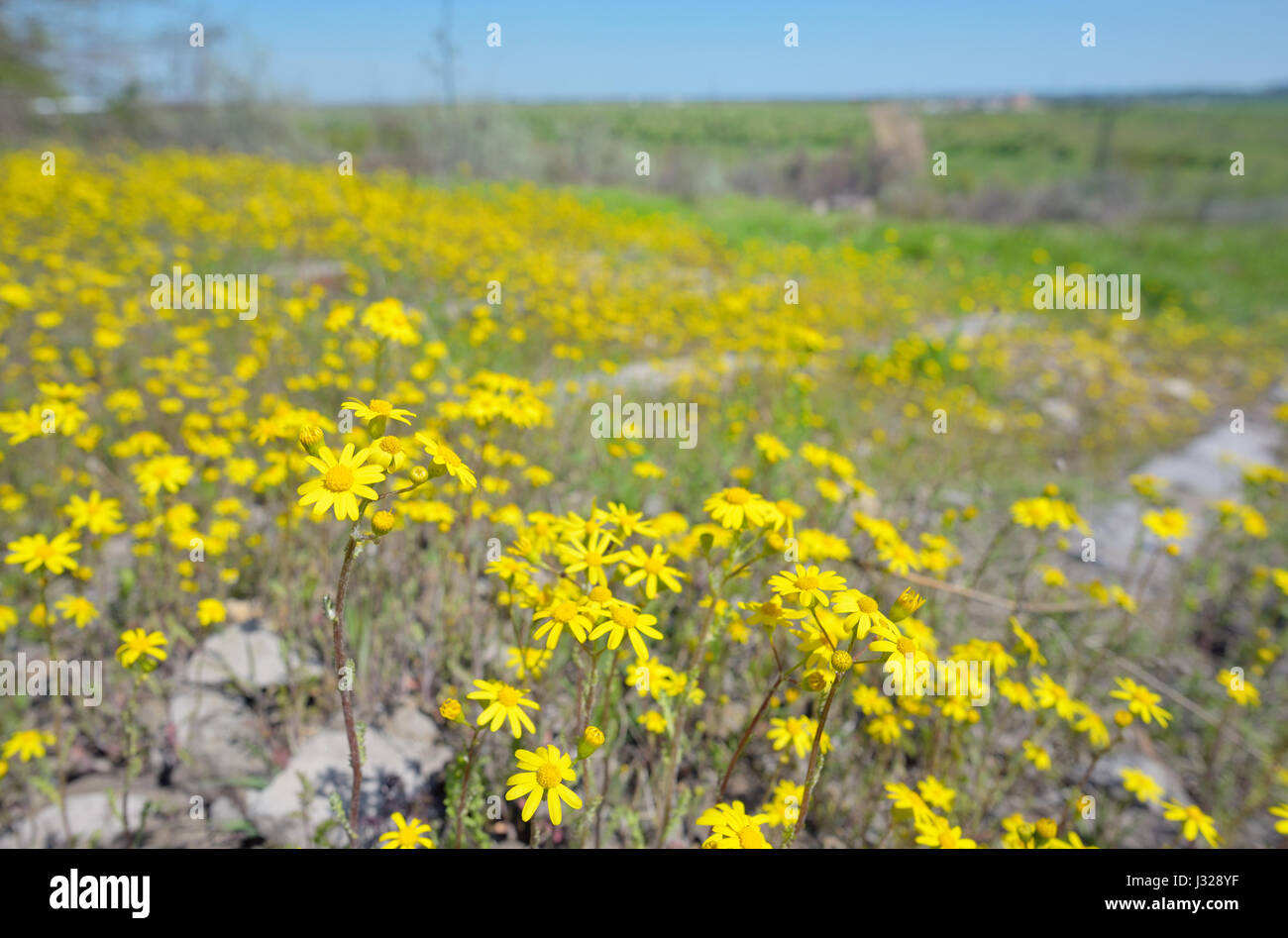 Yellow Ragwort flowers Senecio erucifolius Stock Photo - Alamy