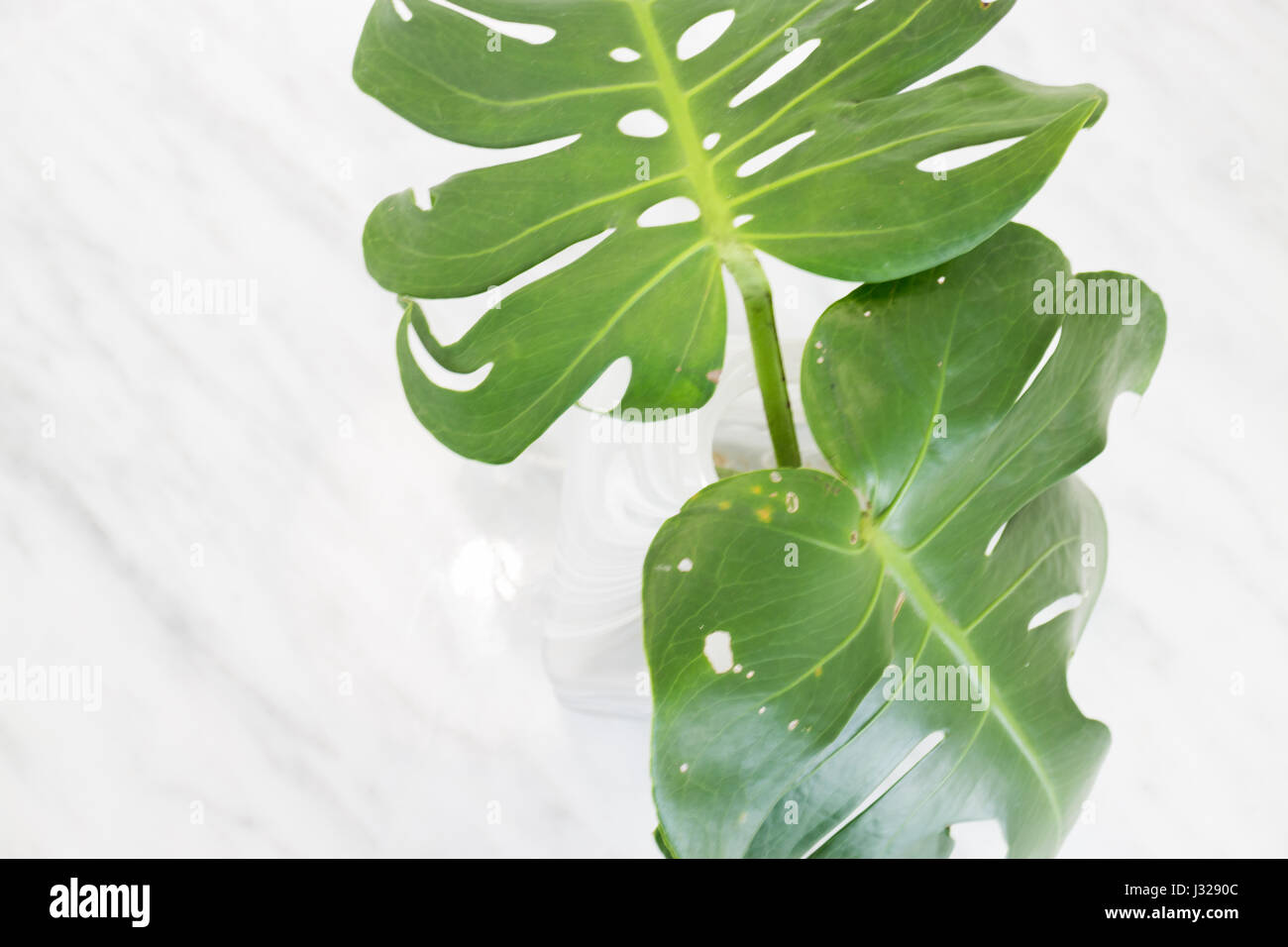 Beautiful White Mable With Green Plant On Top, stock photo Stock Photo ...