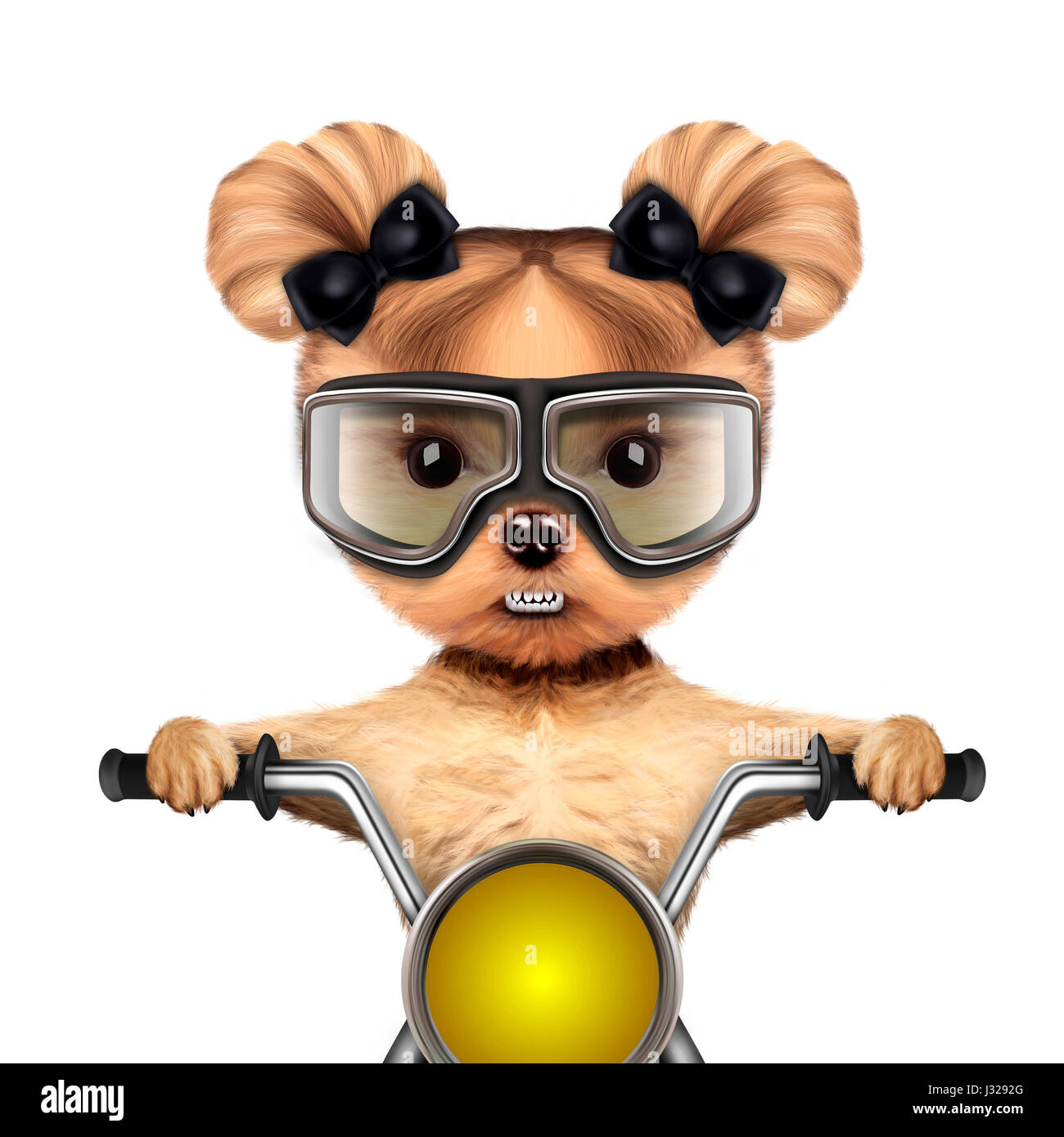 Chopper the biker dog hi-res stock photography and images - Alamy