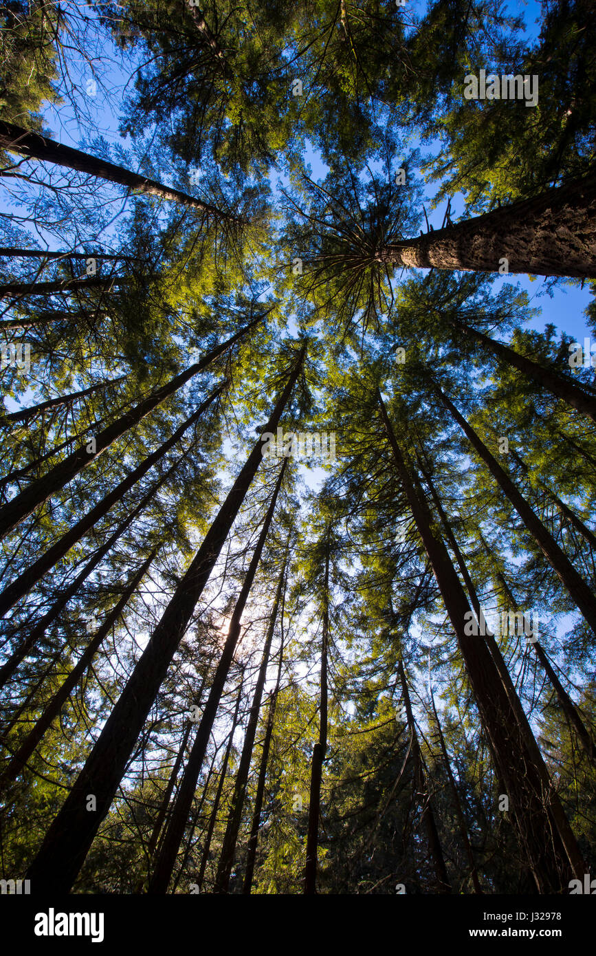 Green tree glimpses sun hi-res stock photography and images - Alamy
