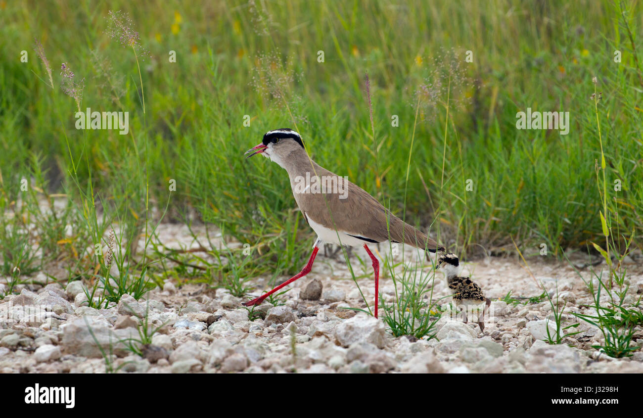 Crowned plover Vanellus coronatus with young in the Etosha National ...