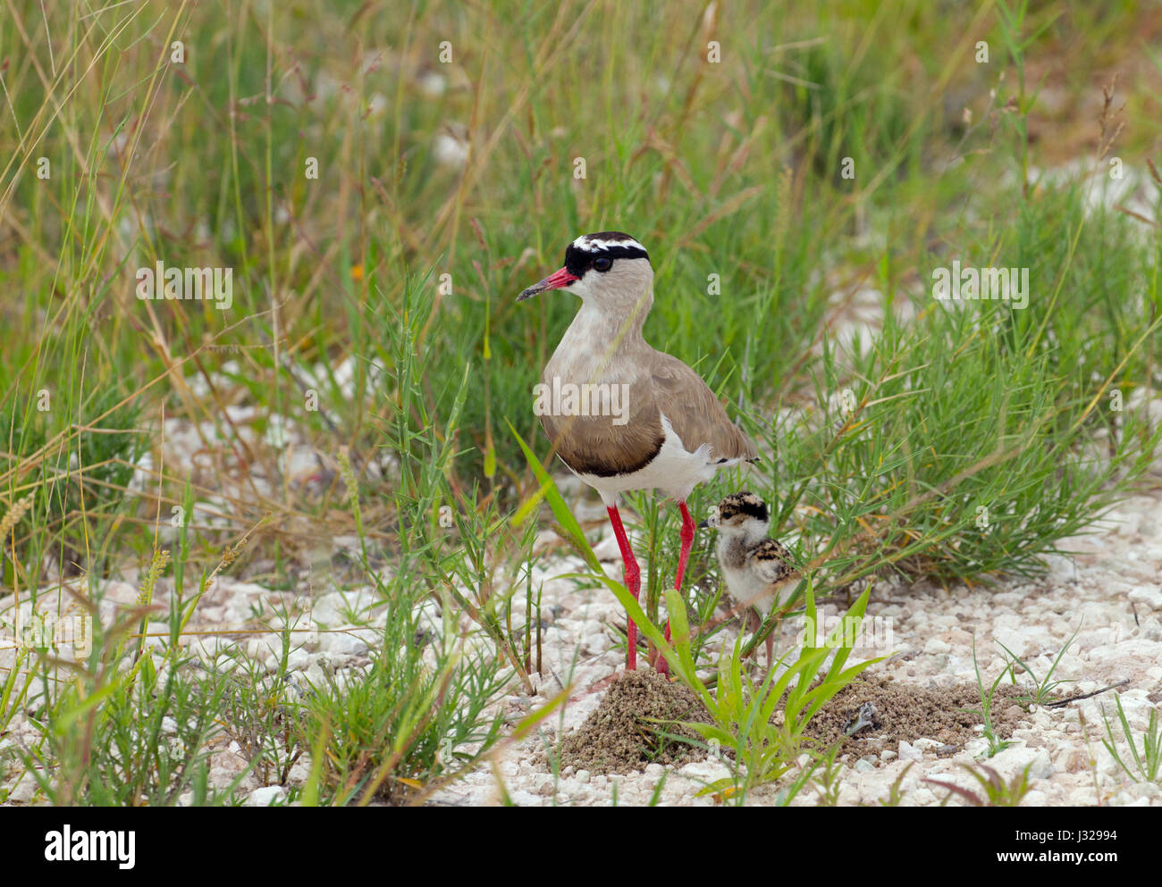 Crowned plover Vanellus coronatus with young in the Etosha National ...