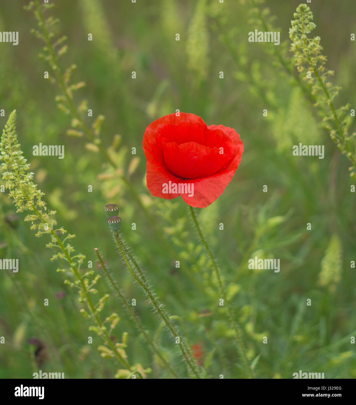 Beautiful poppy in spring with beautiful bokeh - Papaver rhoeas flower ...
