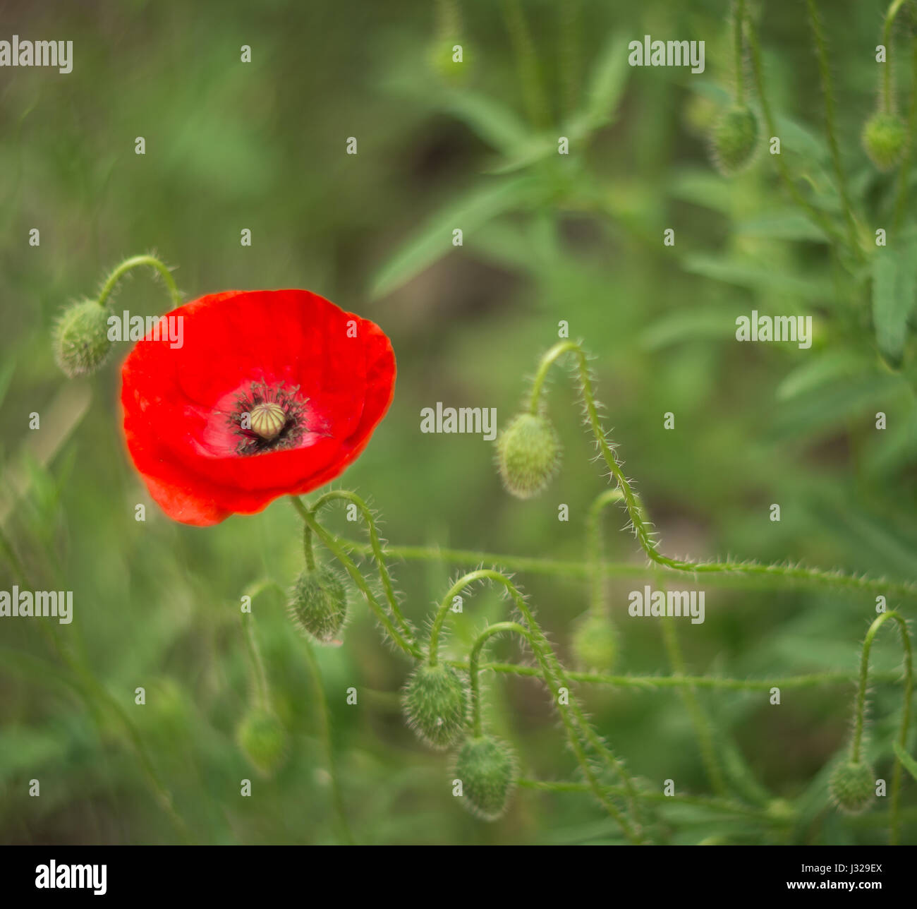 Beautiful poppy in spring with beautiful bokeh - Papaver rhoeas flower ...