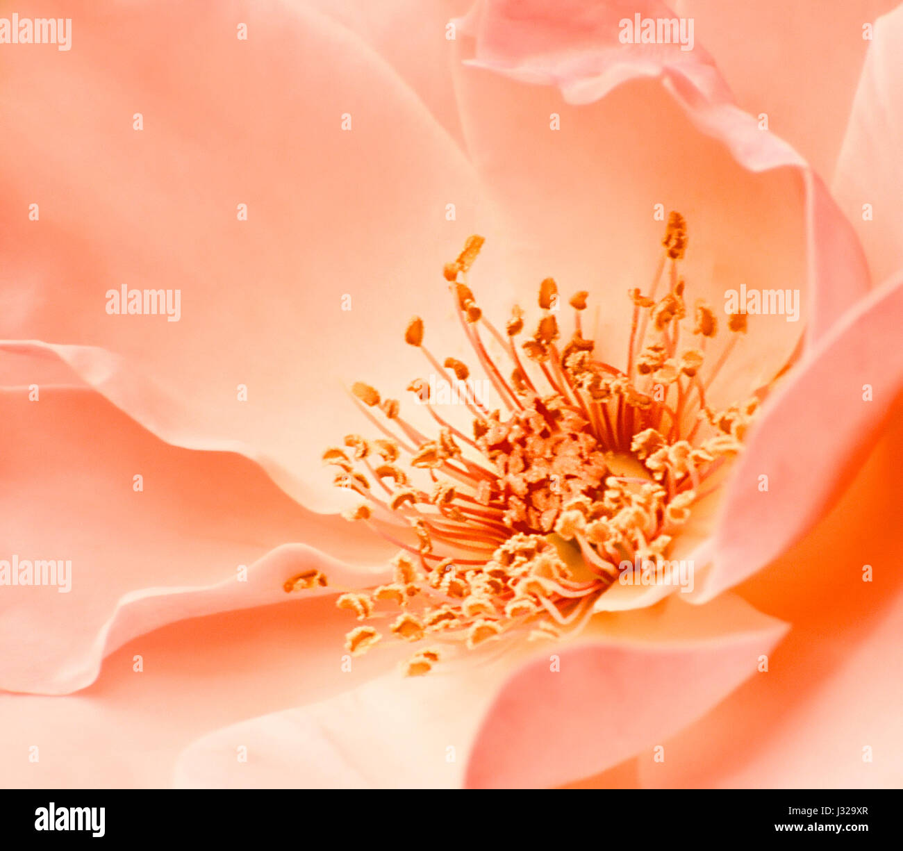 Rose plant movement hi-res stock photography and images - Alamy