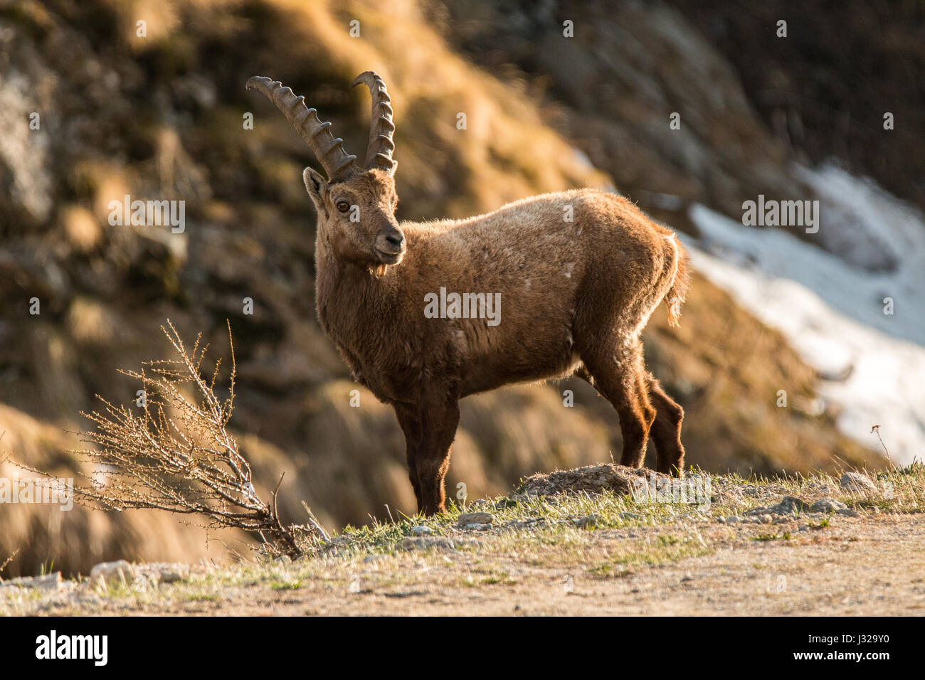 Beautiful Alpine Ibex mountain goats of the Grand Paradis National Park ...