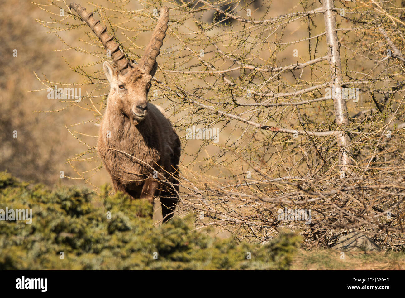 Beautiful Alpine Ibex mountain goats of the Grand Paradis National Park ...