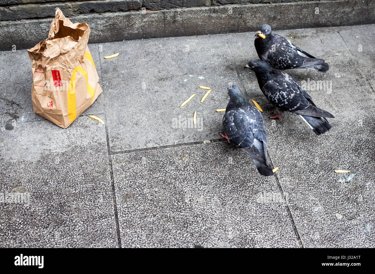 Fast Food Pigeons - London pigeons snack on discarded McDonalds fries ...
