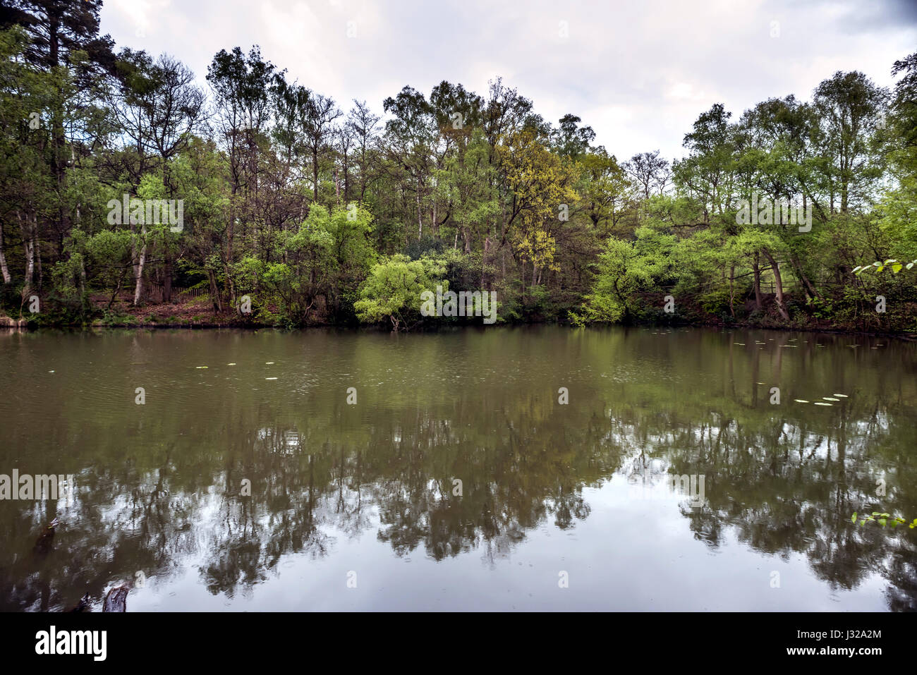 Small pond at Buchan Park in Crawley, West Sussex Stock Photo - Alamy