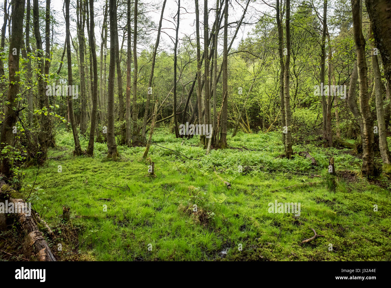 Woodland growth at Buchan Park in Crawley, West Sussex Stock Photo - Alamy