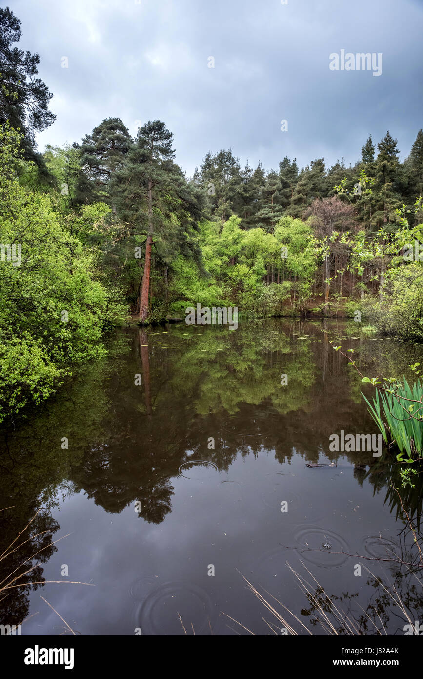 Small pond at Buchan Park in Crawley, West Sussex Stock Photo - Alamy