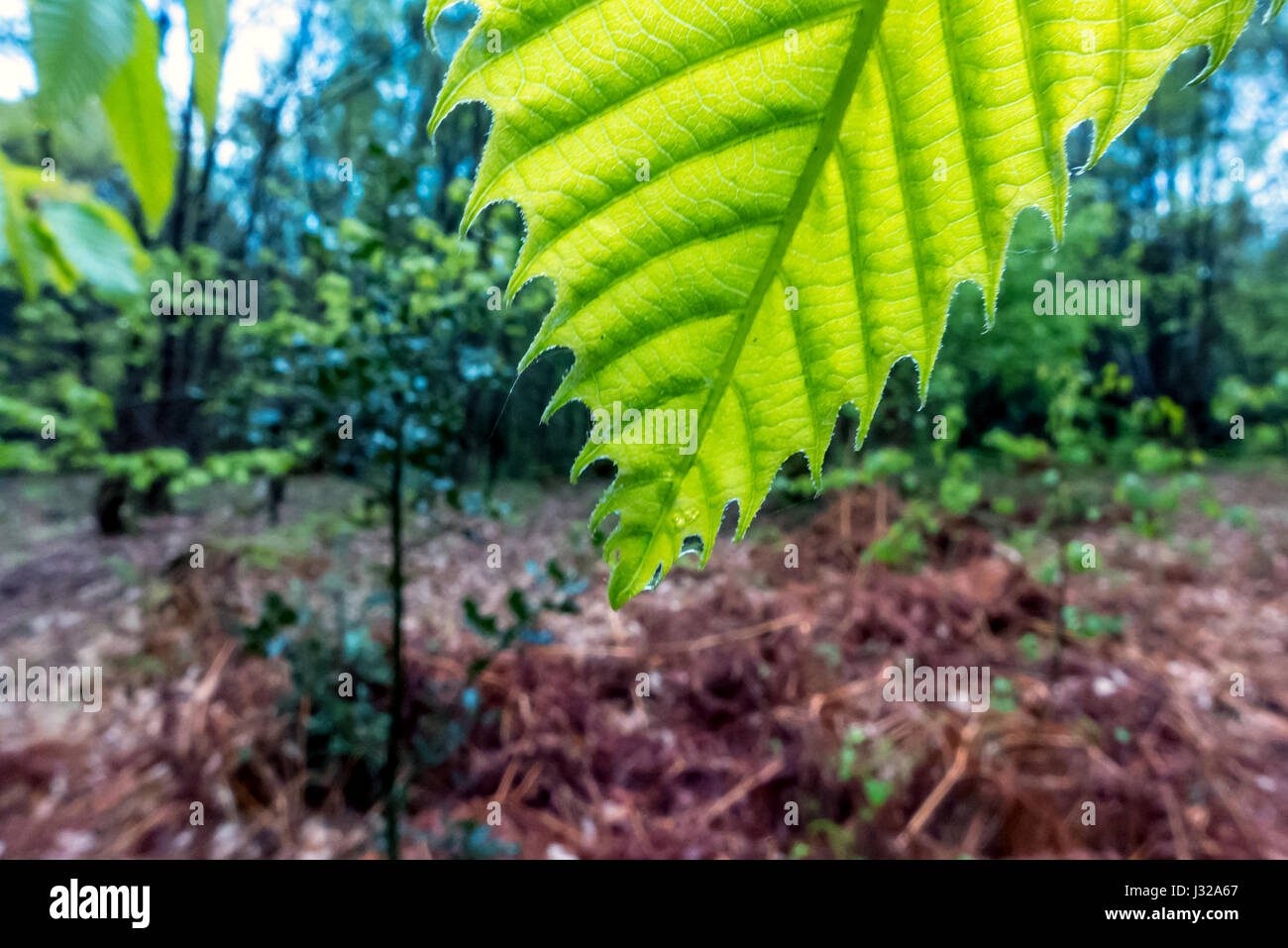 Buchan park hi-res stock photography and images - Alamy
