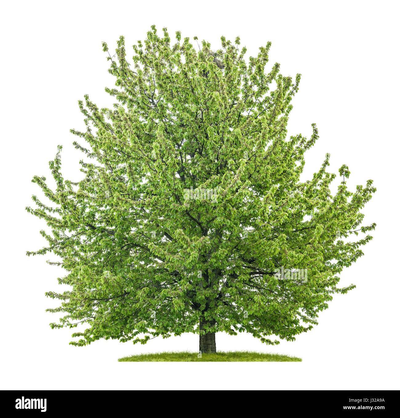 Big isolated cherry tree on a white background Stock Photo - Alamy