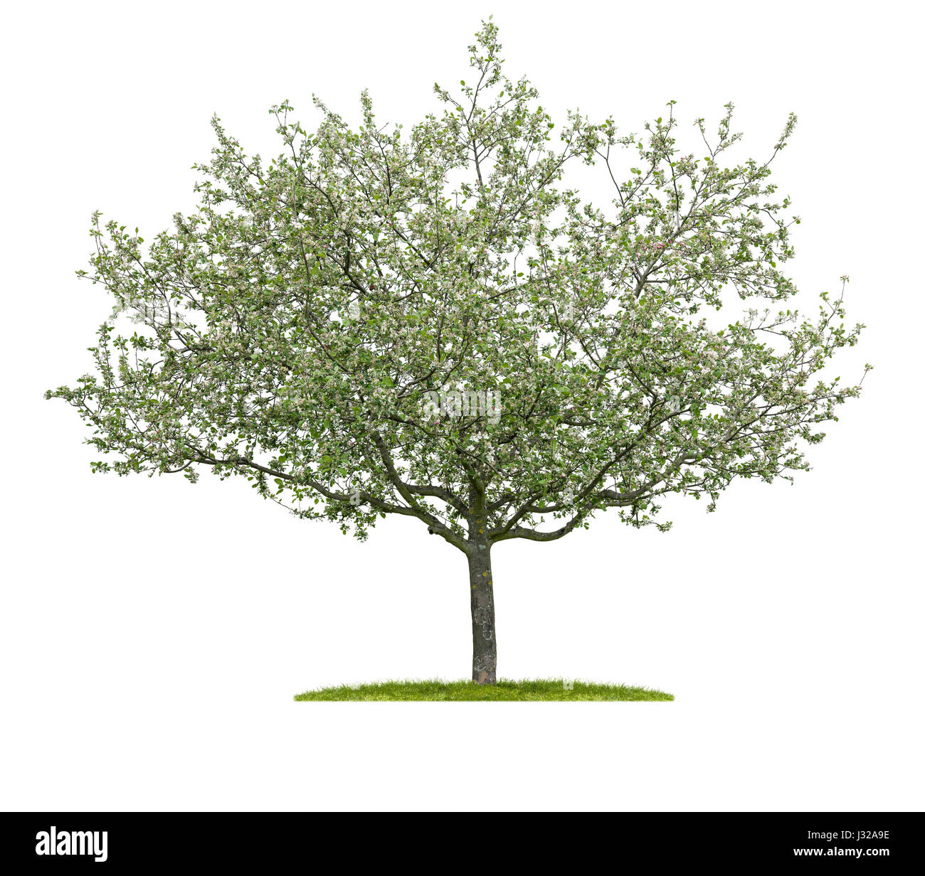 Isolated blooming cherry tree on a white background Stock Photo - Alamy
