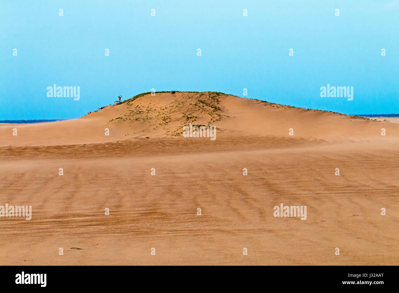 Heavy wind blowing sand on beach against dune, vegetation and coastal ...