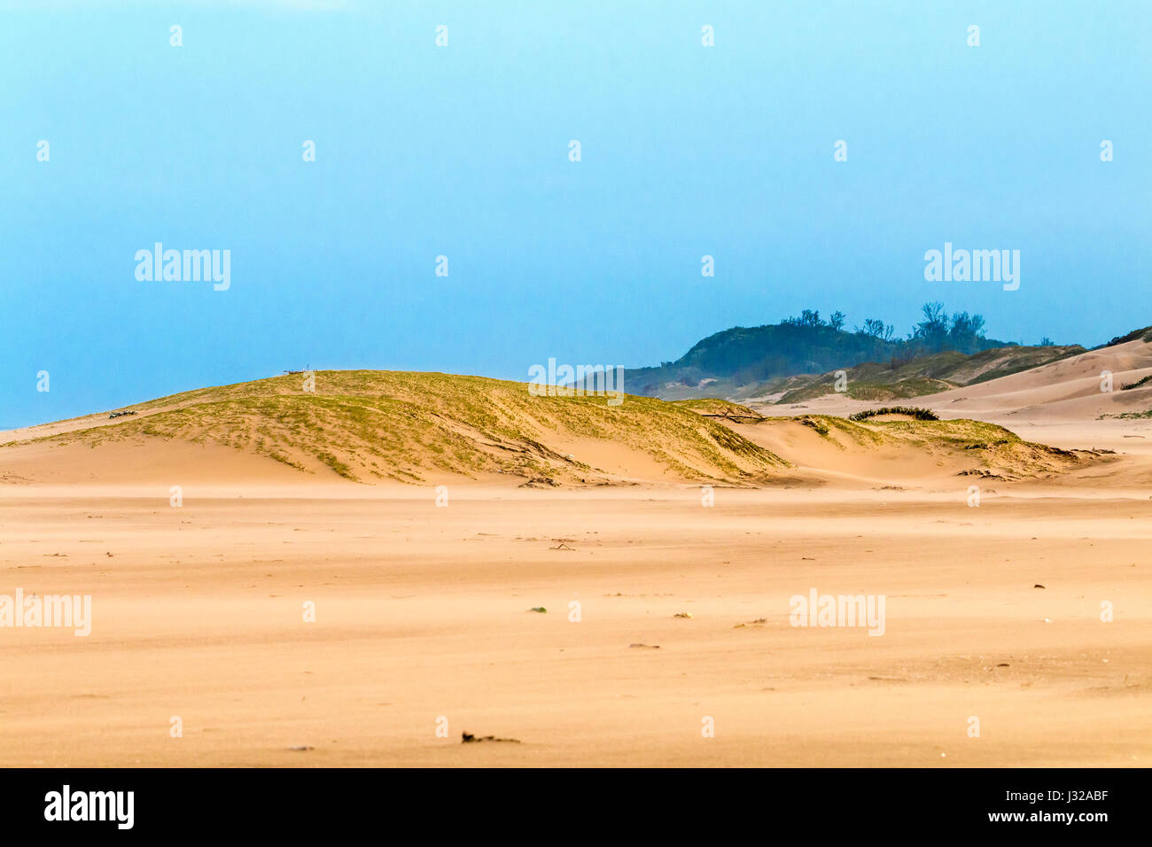 Heavy wind blowing sand on beach against dune, vegetation and coastal ...