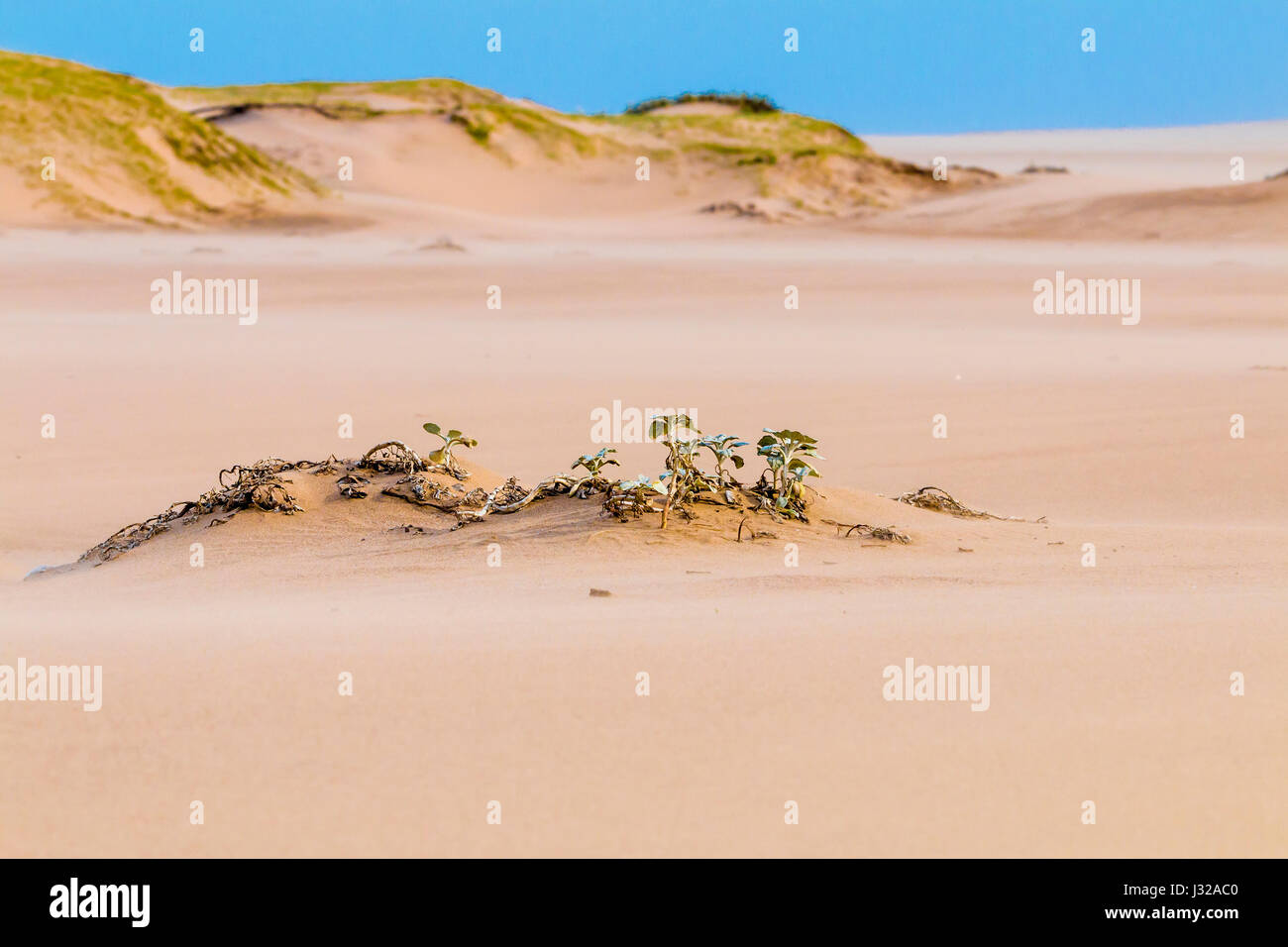 Heavy wind blowing sand on beach against dune, vegetation and coastal ...