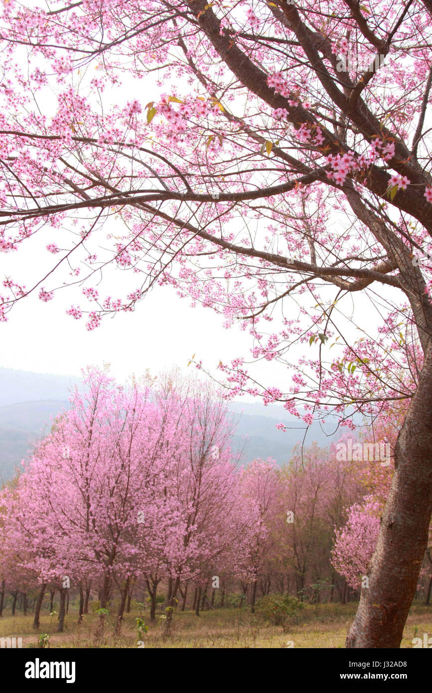 Landscape of cherry pink blossom on mountain background Stock Photo - Alamy