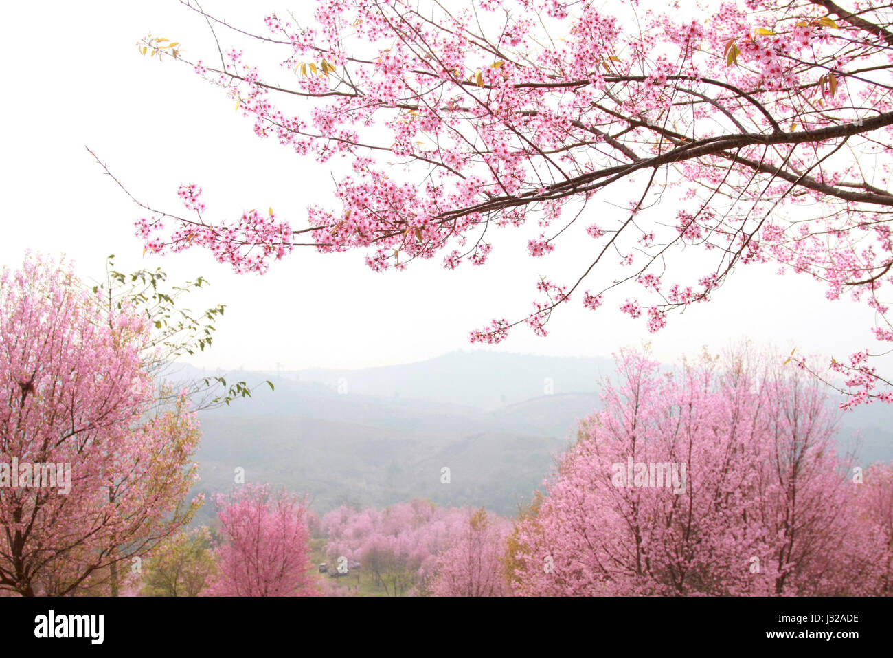 Landscape of cherry pink blossom on mountain background Stock Photo - Alamy