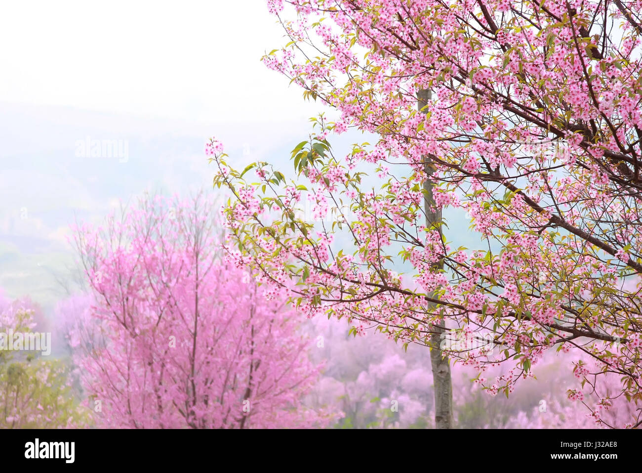 Landscape of cherry pink blossom on mountain background Stock Photo - Alamy