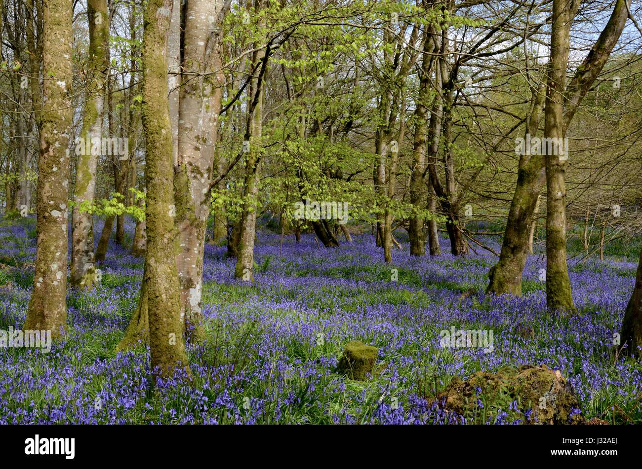 carpet of native bluebells Hyacinthoides non-scripta Coed Tregib Woods ...
