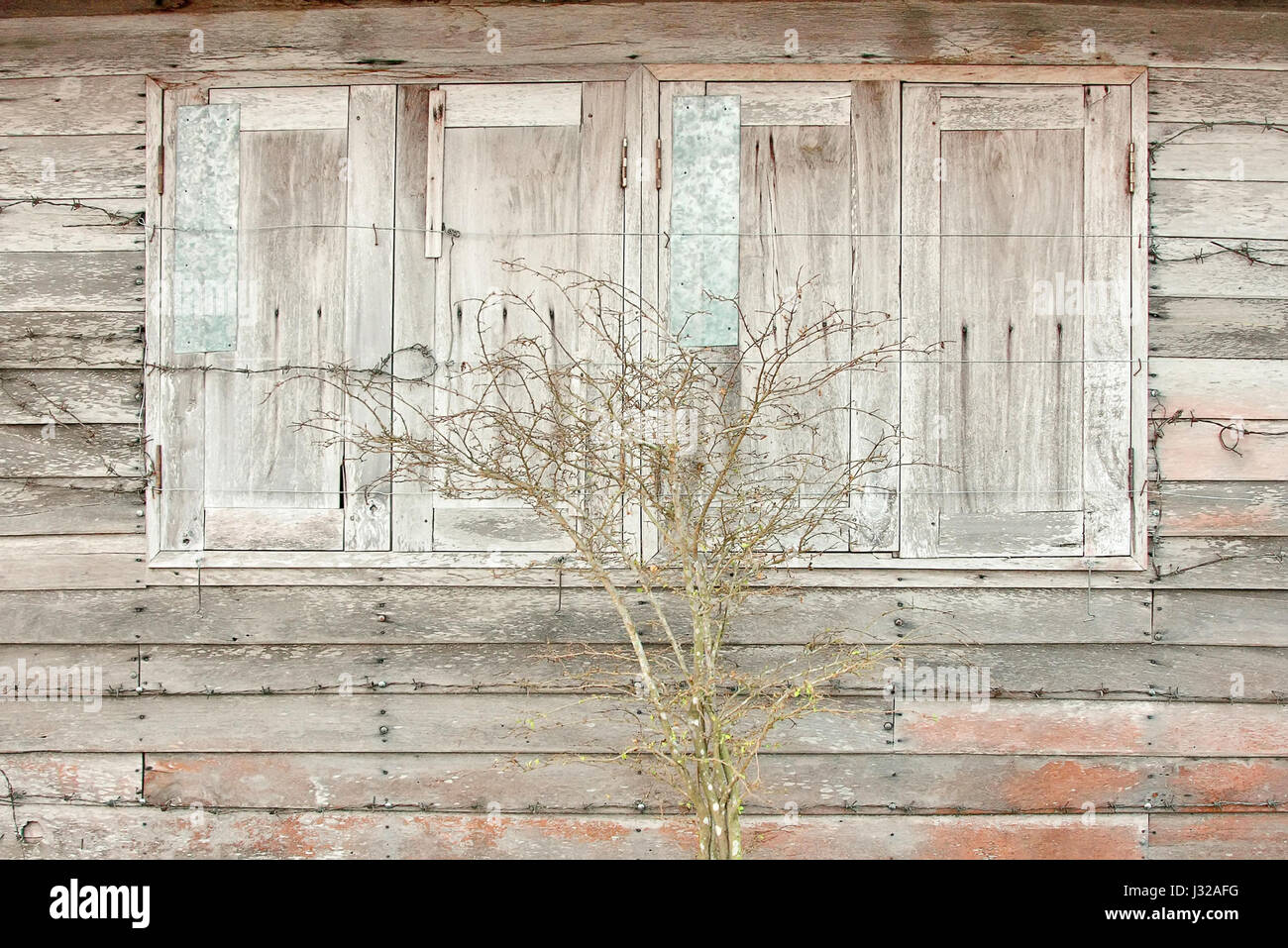 The old wood wall and close window with tree Stock Photo - Alamy